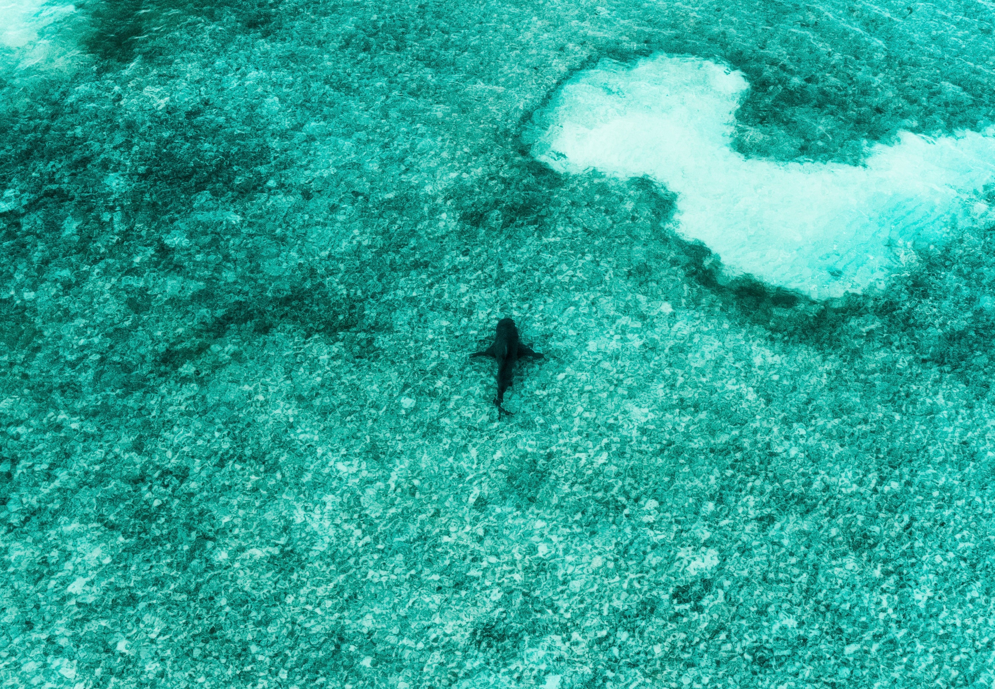 Shark Flies – Seven Mile Fly Shop