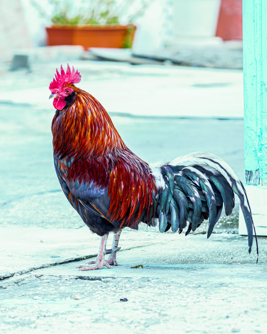 Independent Tyers – tagged "BRITA FORDICE" – Seven Mile Fly Shop